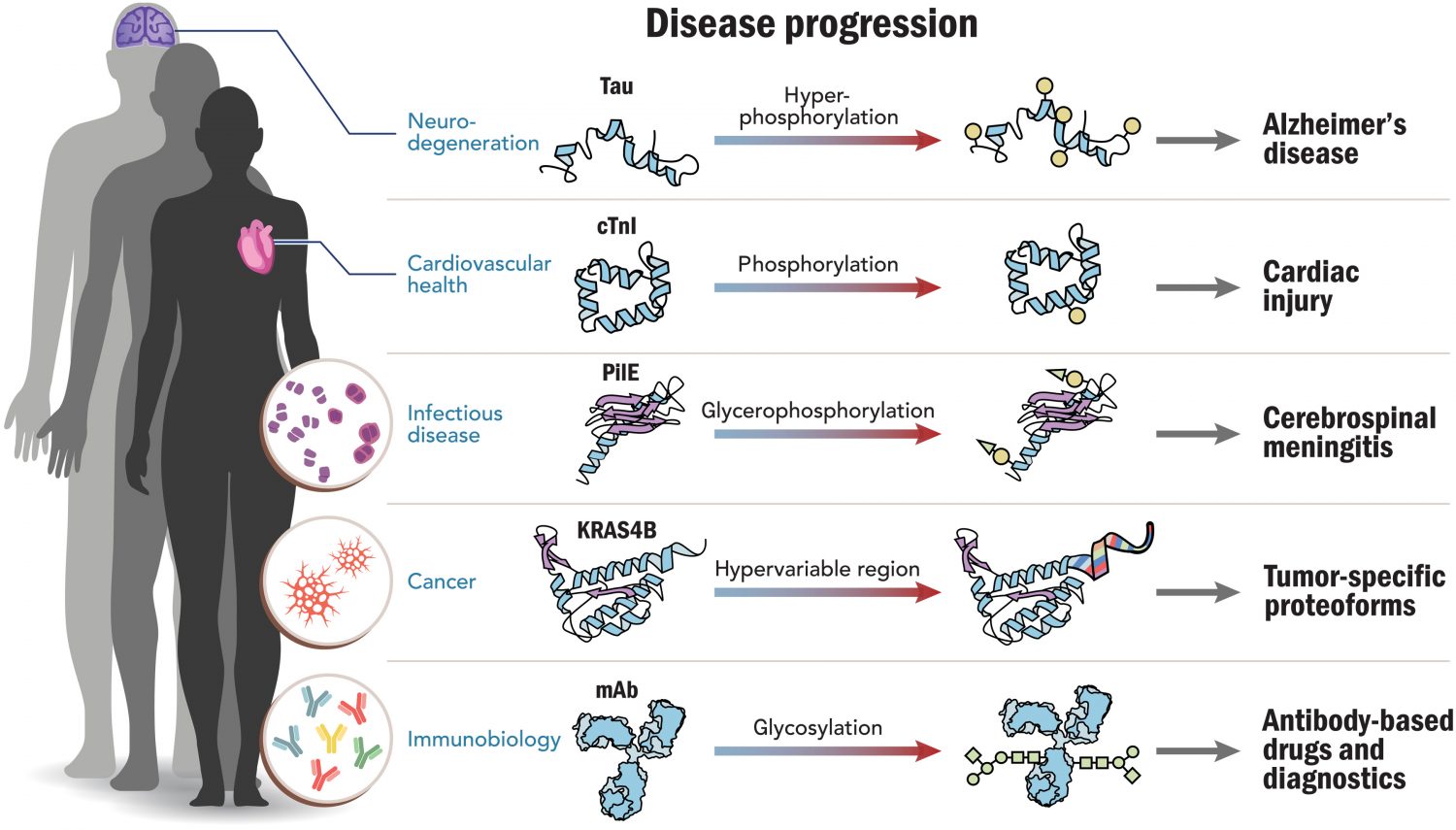 The Human Proteoform Project – Consortium for Top-Down Proteomics