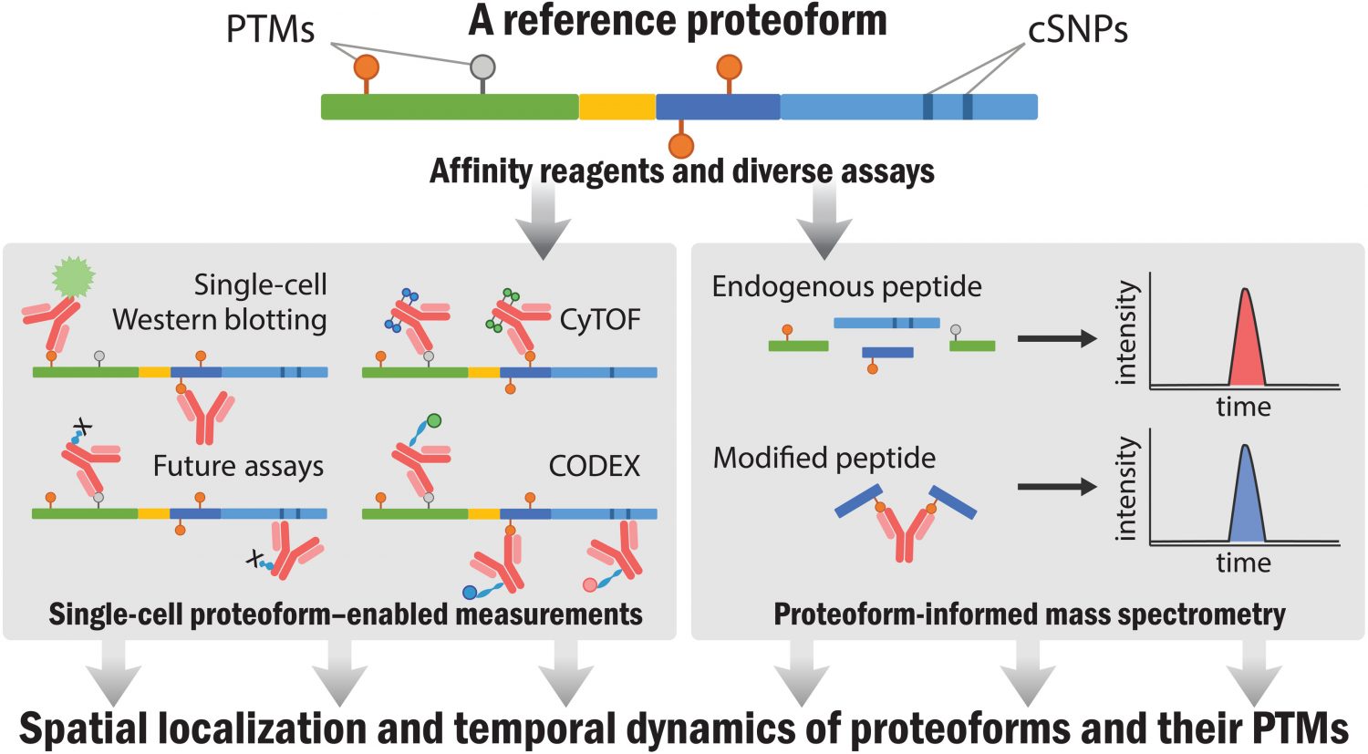 The Human Proteoform Project – Consortium for Top-Down Proteomics